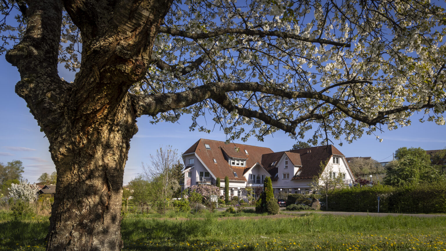 Badinger - Weingut | www.pfalz-info.com
