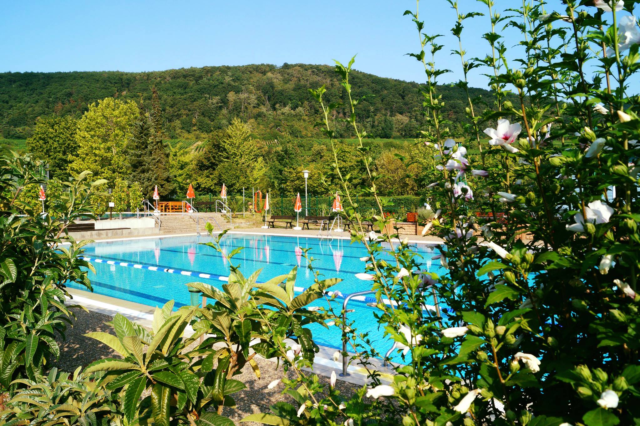 Deidesheim in der Pfalz | www.pfalz-info.com