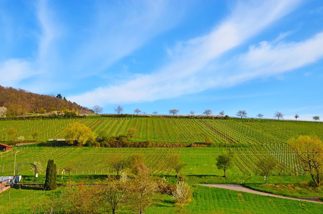 Frühstücken an der Deutschen Weinstraße | www.pfalz-info.com